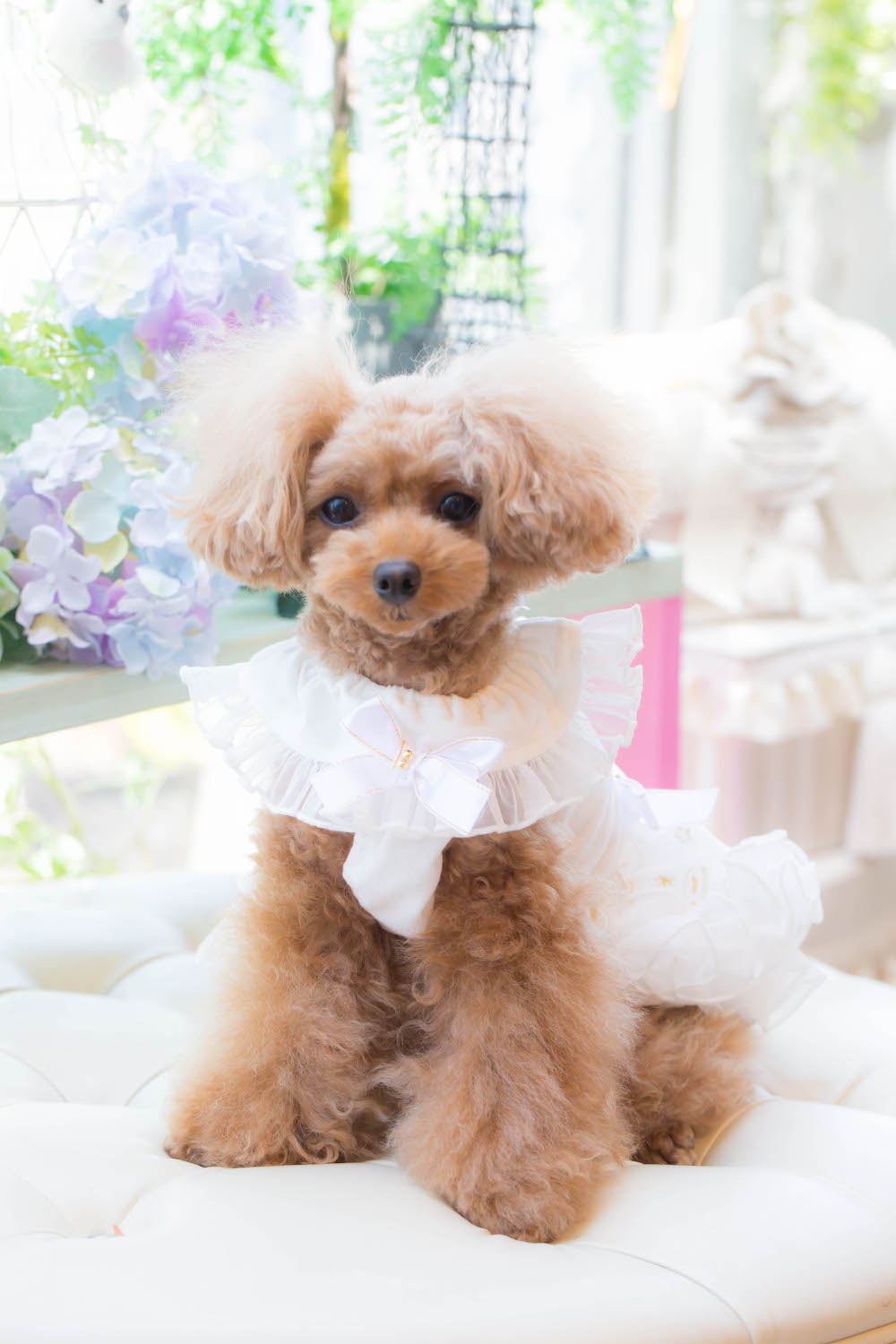 22GC-041 おしゃれ泥棒ベアO/P（刺繍Ver）｜ドッグブティック・ブルブブ