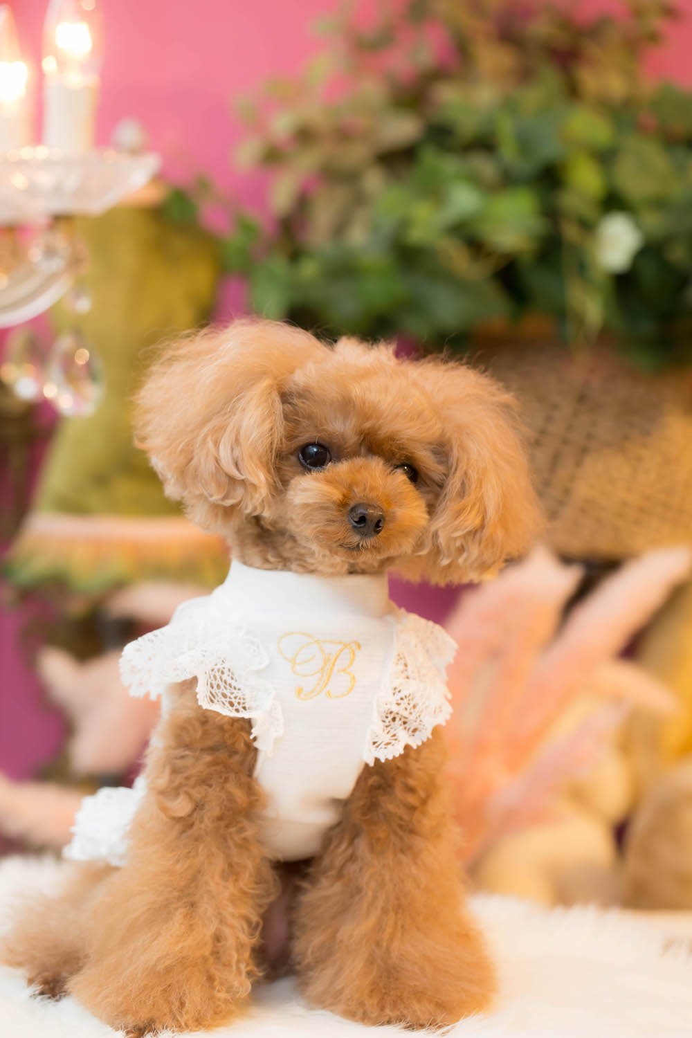 22GC-061 スウィングリボンキャミ｜ドッグブティック・ブルブブ