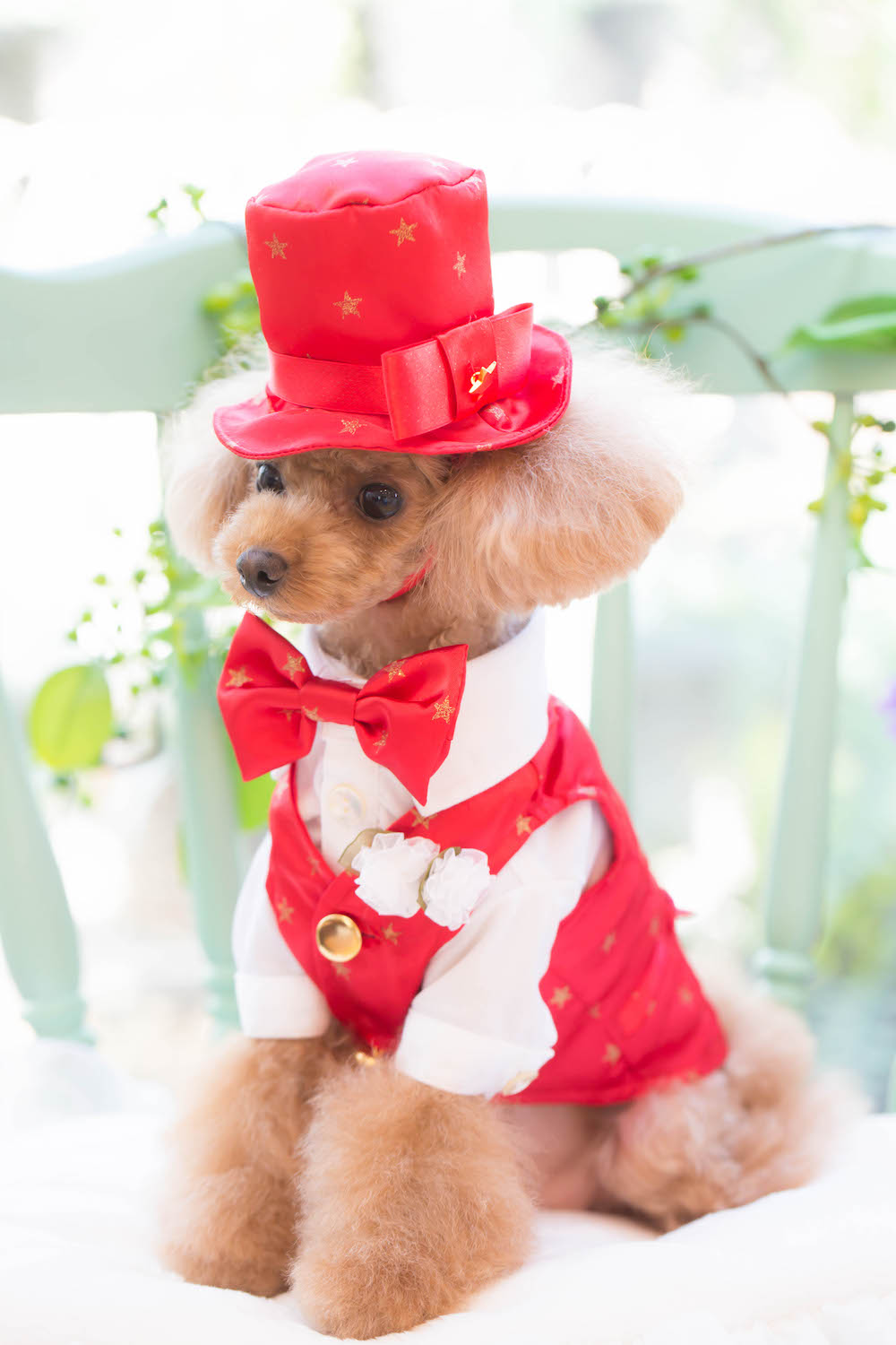 22HA-059 Xmas HAT｜ドッグブティック・ブルブブ