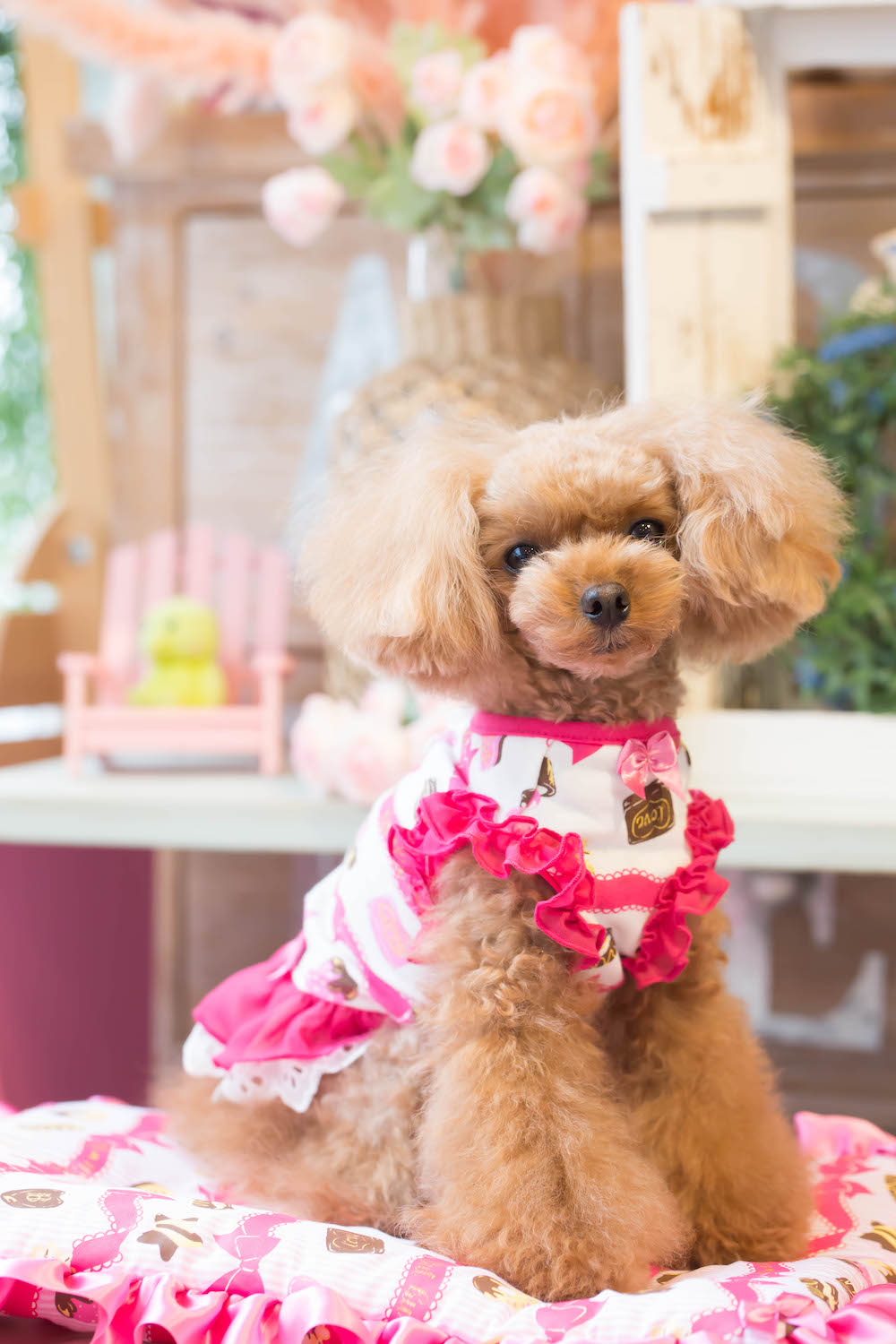 23GC-002 Choco & Ribbon Camisole｜ドッグブティック・ブルブブ