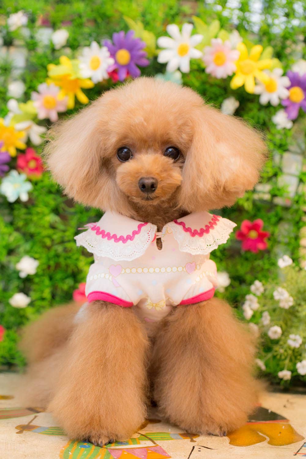 23GC-005 くまうさセーラーTee｜ドッグブティック・ブルブブ