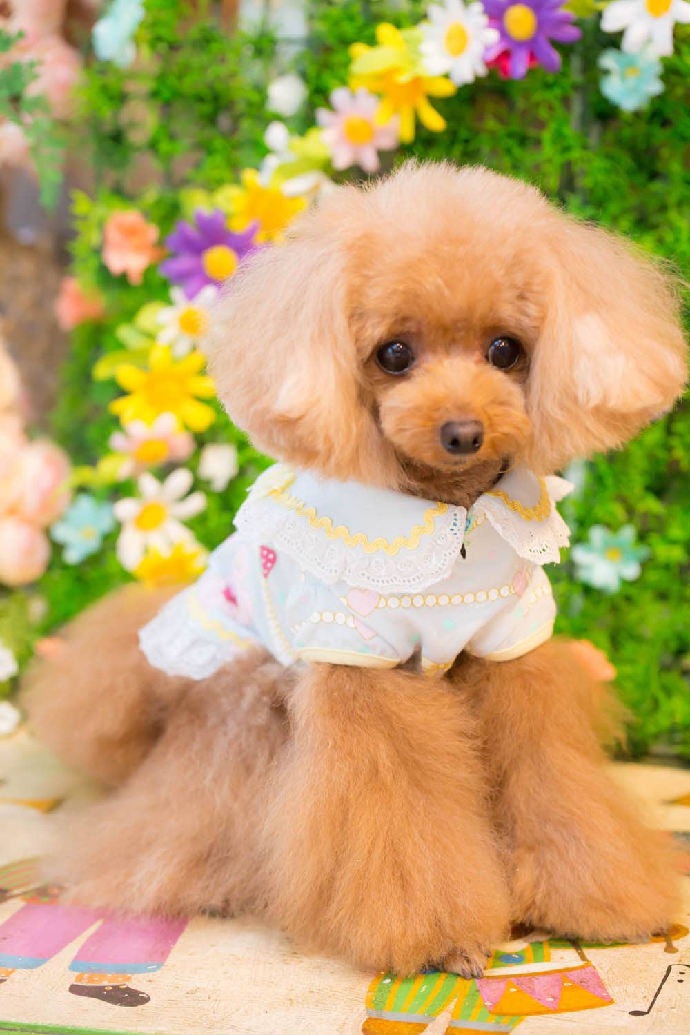 23GC-005 くまうさセーラーTee｜ドッグブティック・ブルブブ