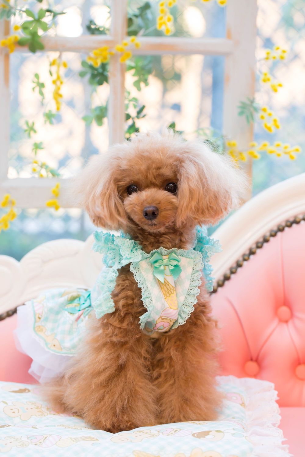 23GC-010 COOL Gingham＆Sweets O/P｜ドッグブティック・ブルブブ