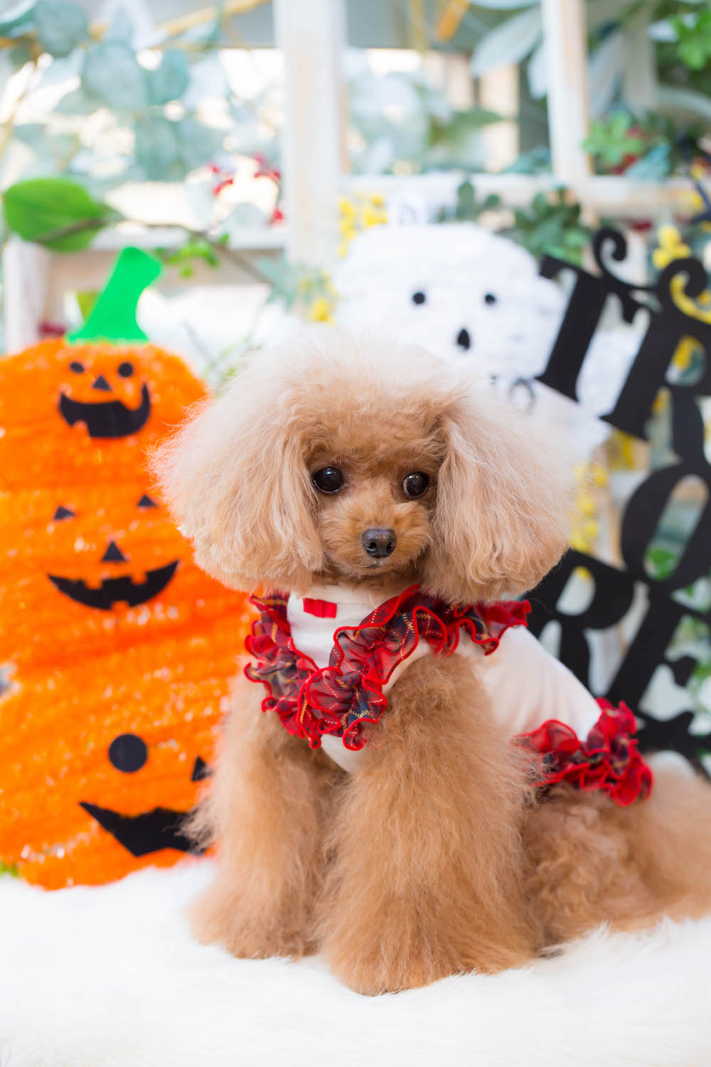 23GC-013 ALICE Cami｜ドッグブティック・ブルブブ