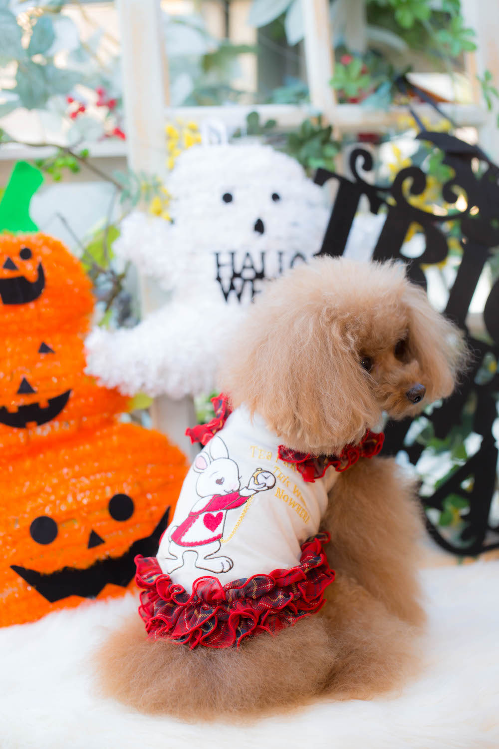 23GC-013 ALICE Cami｜ドッグブティック・ブルブブ