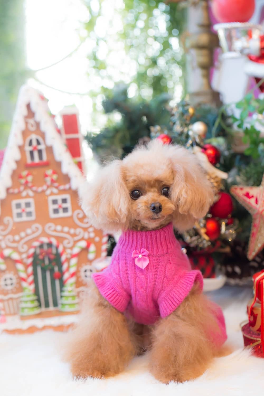 23GC-017 WOOL O/P｜ドッグブティック・ブルブブ