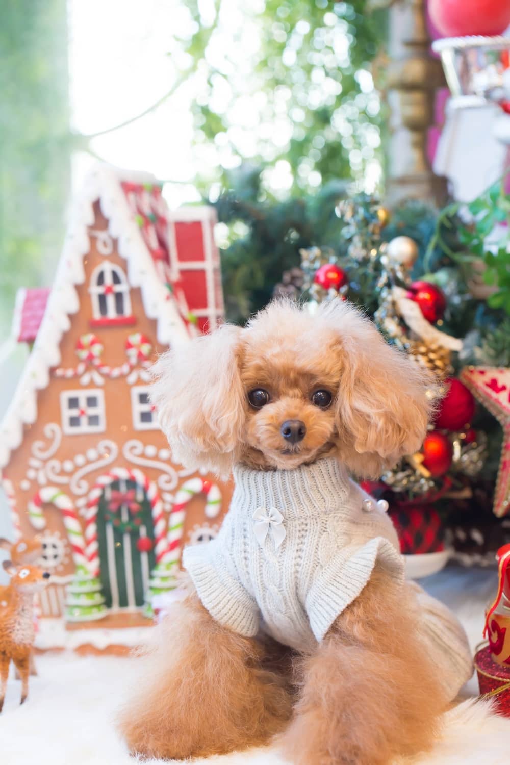 23GC-017 WOOL O/P｜ドッグブティック・ブルブブ