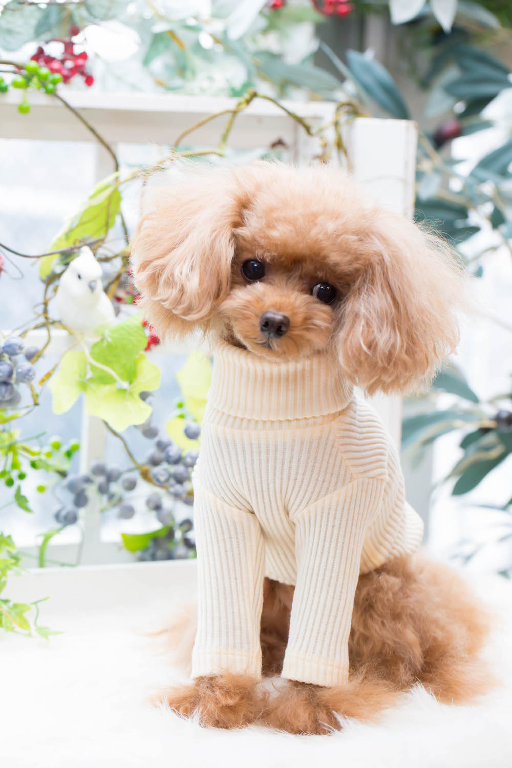 23GC-021-L リブ長袖タートルネック｜ドッグブティック・ブルブブ