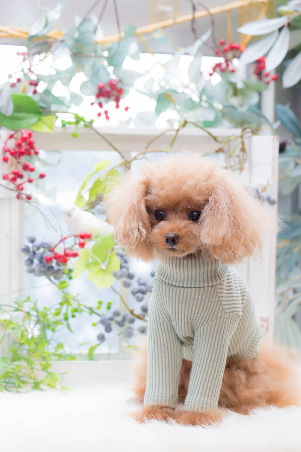 23GC-021-S リブ半袖ハイネック｜ドッグブティック・ブルブブ