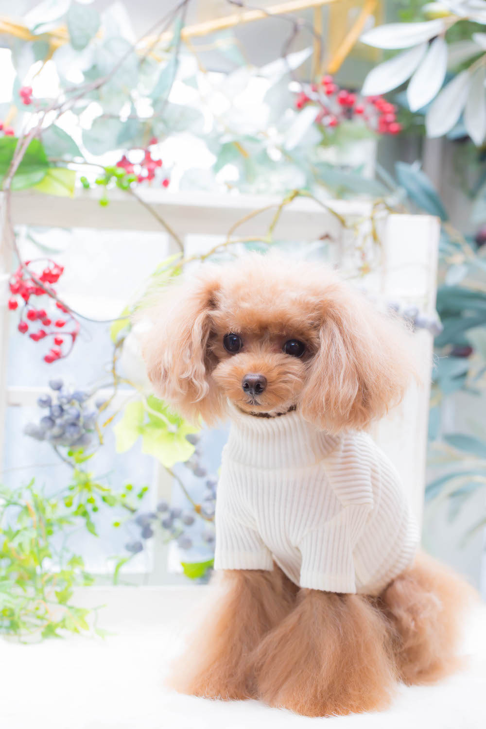 23GC-021-S リブ半袖ハイネック｜ドッグブティック・ブルブブ