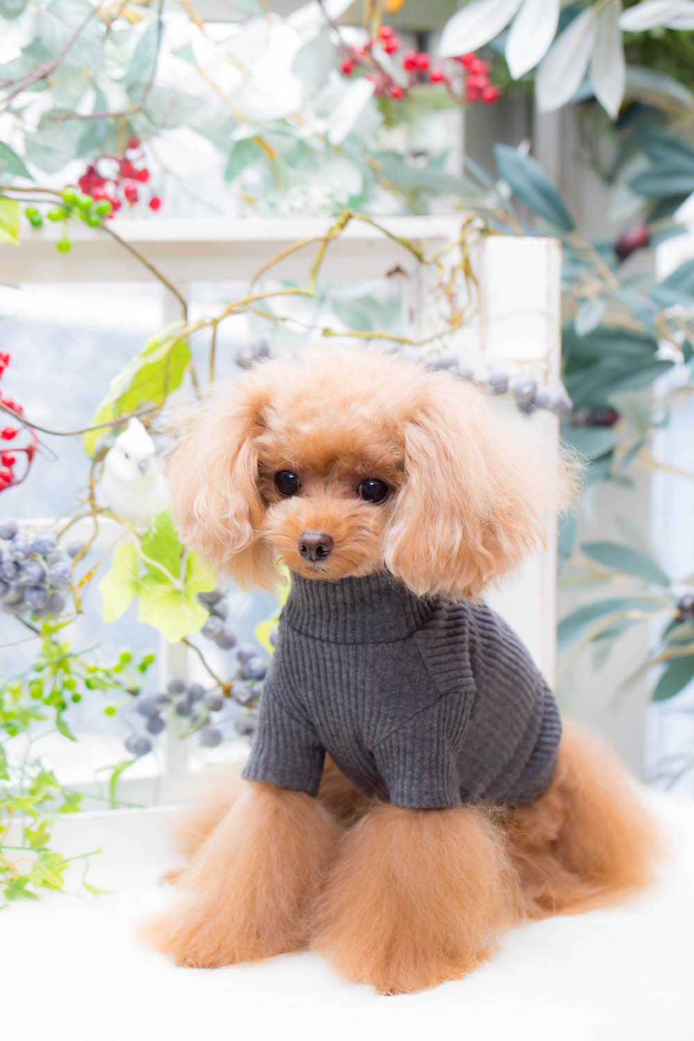 23GC-021-S リブ半袖ハイネック｜ドッグブティック・ブルブブ