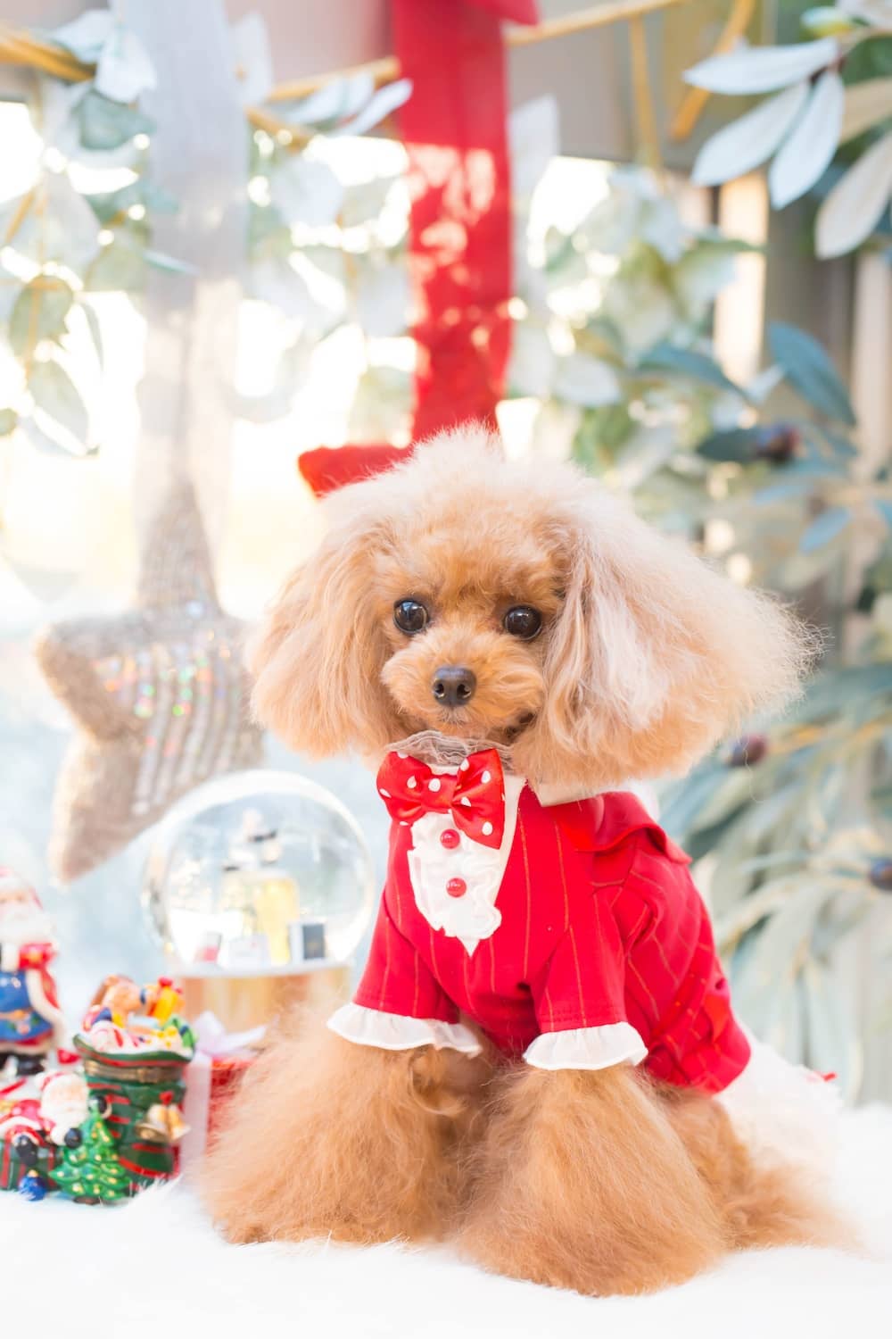 23GC-024 タキシードO/P｜ドッグブティック・ブルブブ