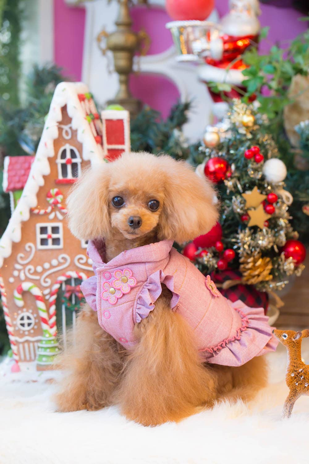 23GC-030 Flower デニム風中綿ベスト｜ドッグブティック・ブルブブ