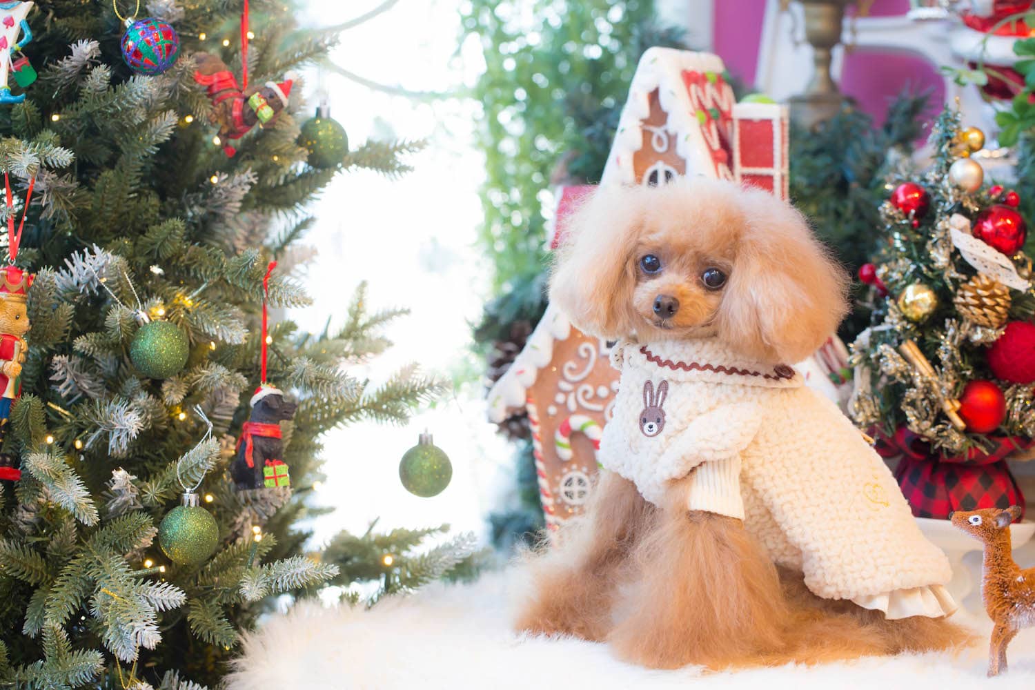 23GC-031 うさぎセーラーJ/K｜ドッグブティック・ブルブブ