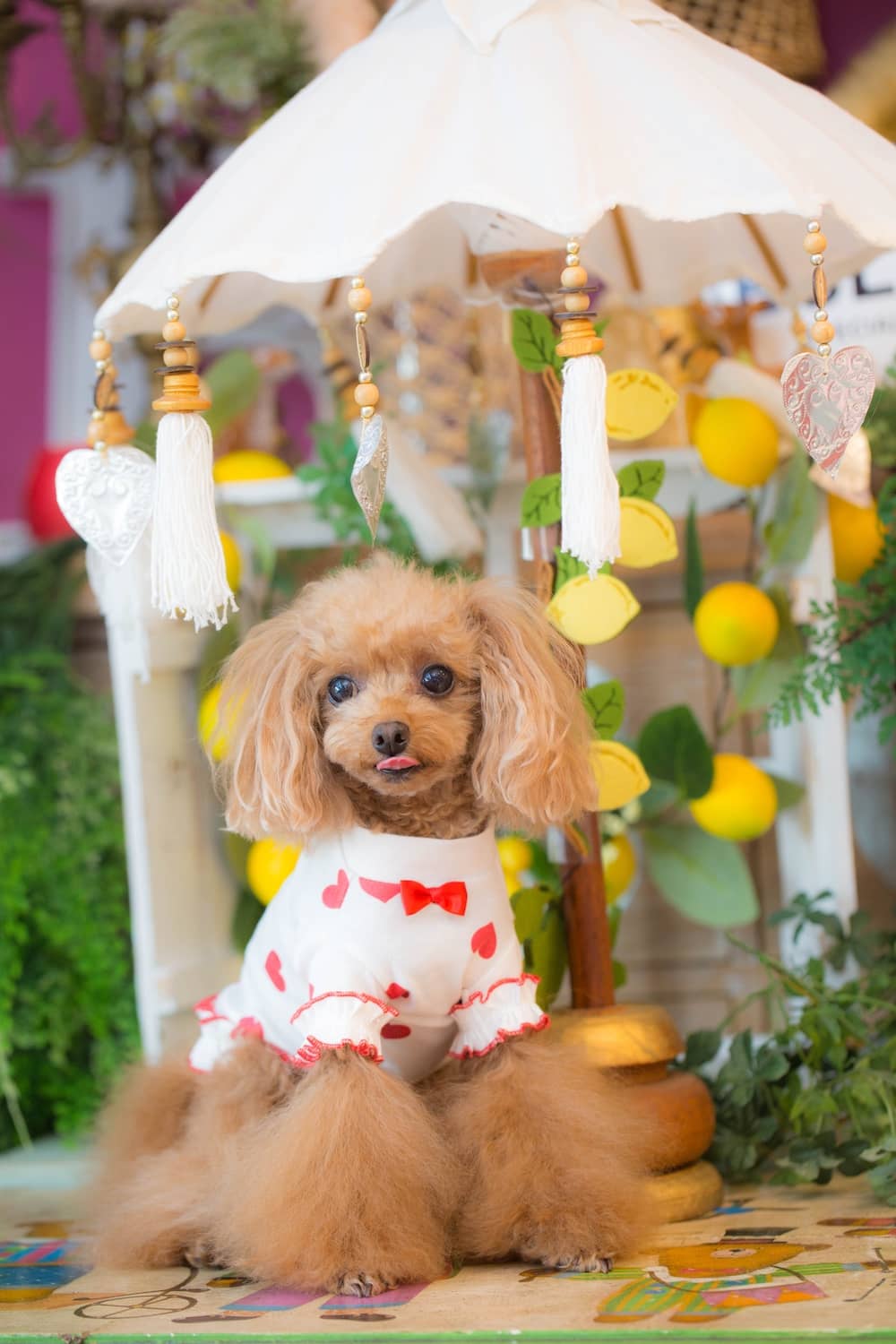 24GC-014 COOL Heart Tee｜ドッグブティック・ブルブブ