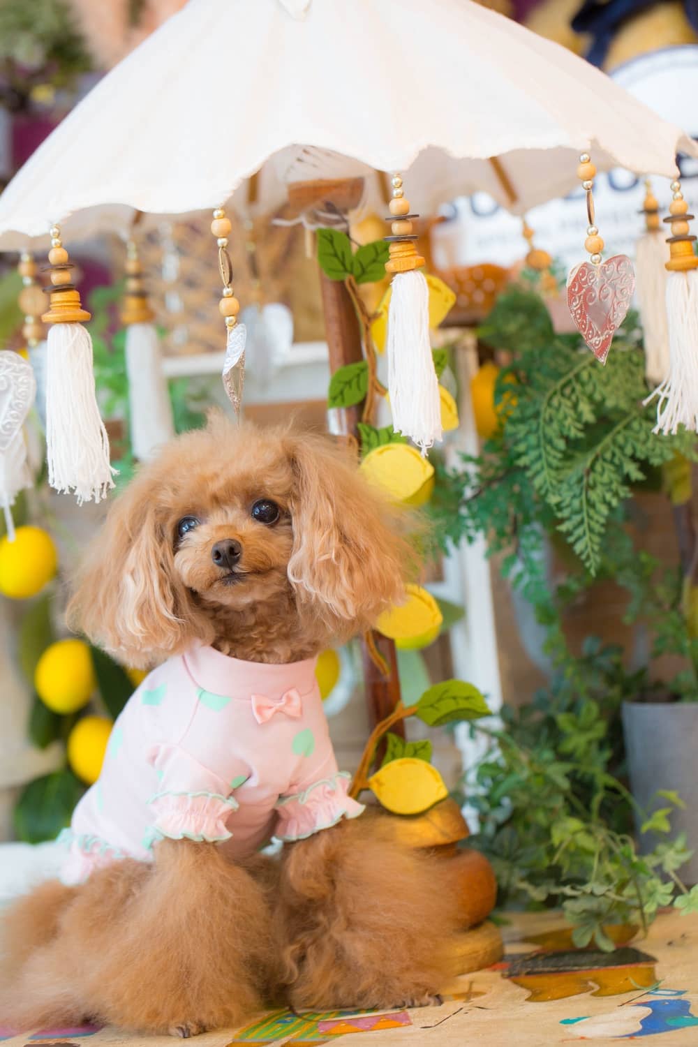 24GC-014 COOL Heart Tee｜ドッグブティック・ブルブブ